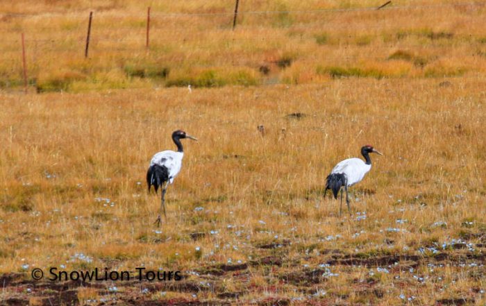 Wild animals in Tibet | Tibet Wildlife Tour | SnowLion Tours